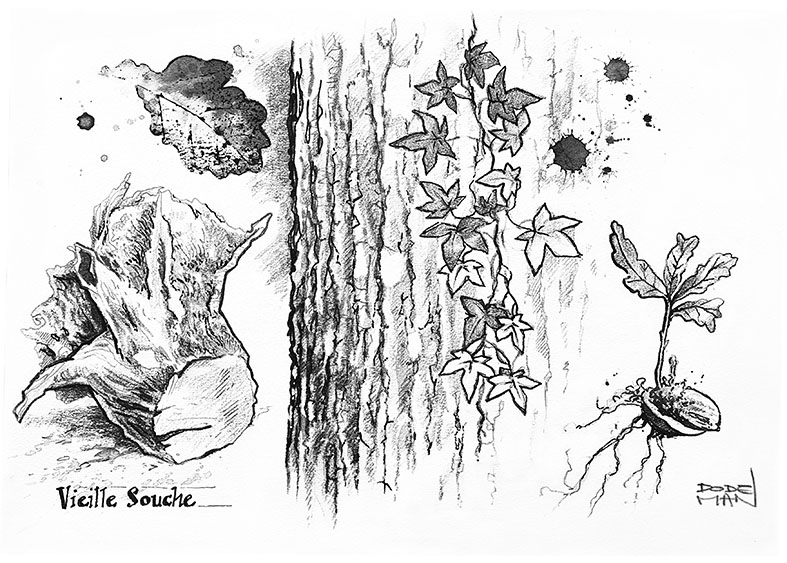 Végétaux tronc écorce feuille - tourisme et patrimoine en Bretagne par ...